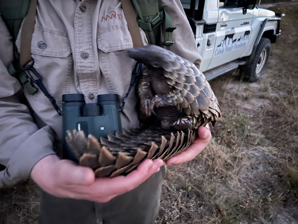 Taking the pangolin for a walk – Frances Quilts